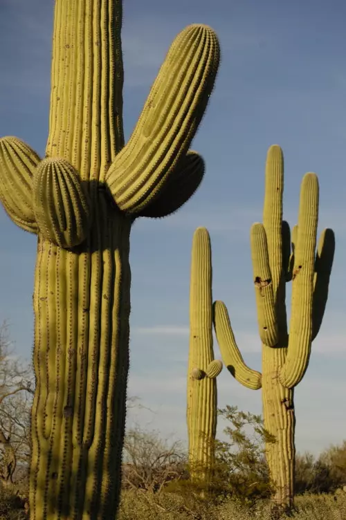 tuksonas-saguaro-kaktusas